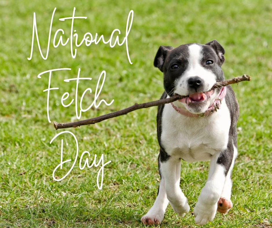 National Fetch Day